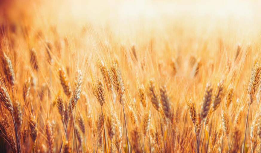 HOME | AFADWU - Organize or Starve