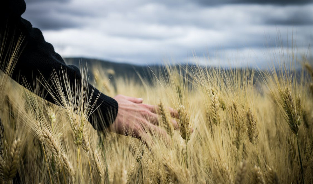 HOME | AFADWU - Organize or Starve