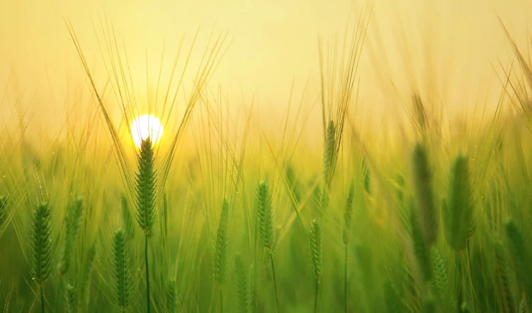 HOME | AFADWU - Organize or Starve